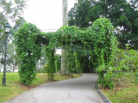 Jual tanaman rambat berbungaThunbergia (Thunbergia grandiflora ...