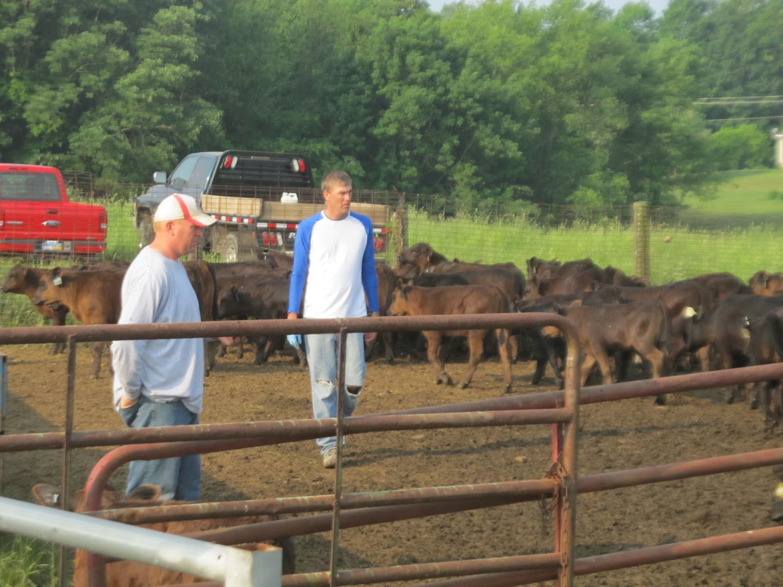 for the love of beef: Making the Leachman Bull Cut