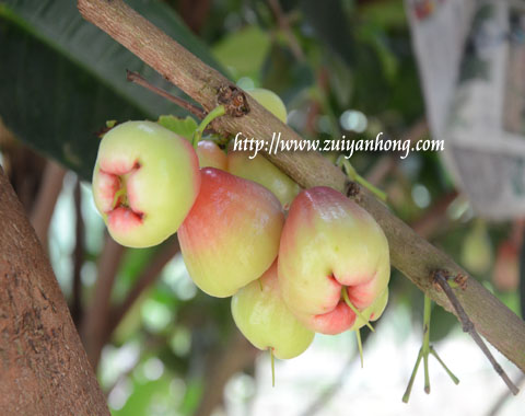 Sweet Memories Of ZuiYanHong: Malacca Jasin Selandar Farm