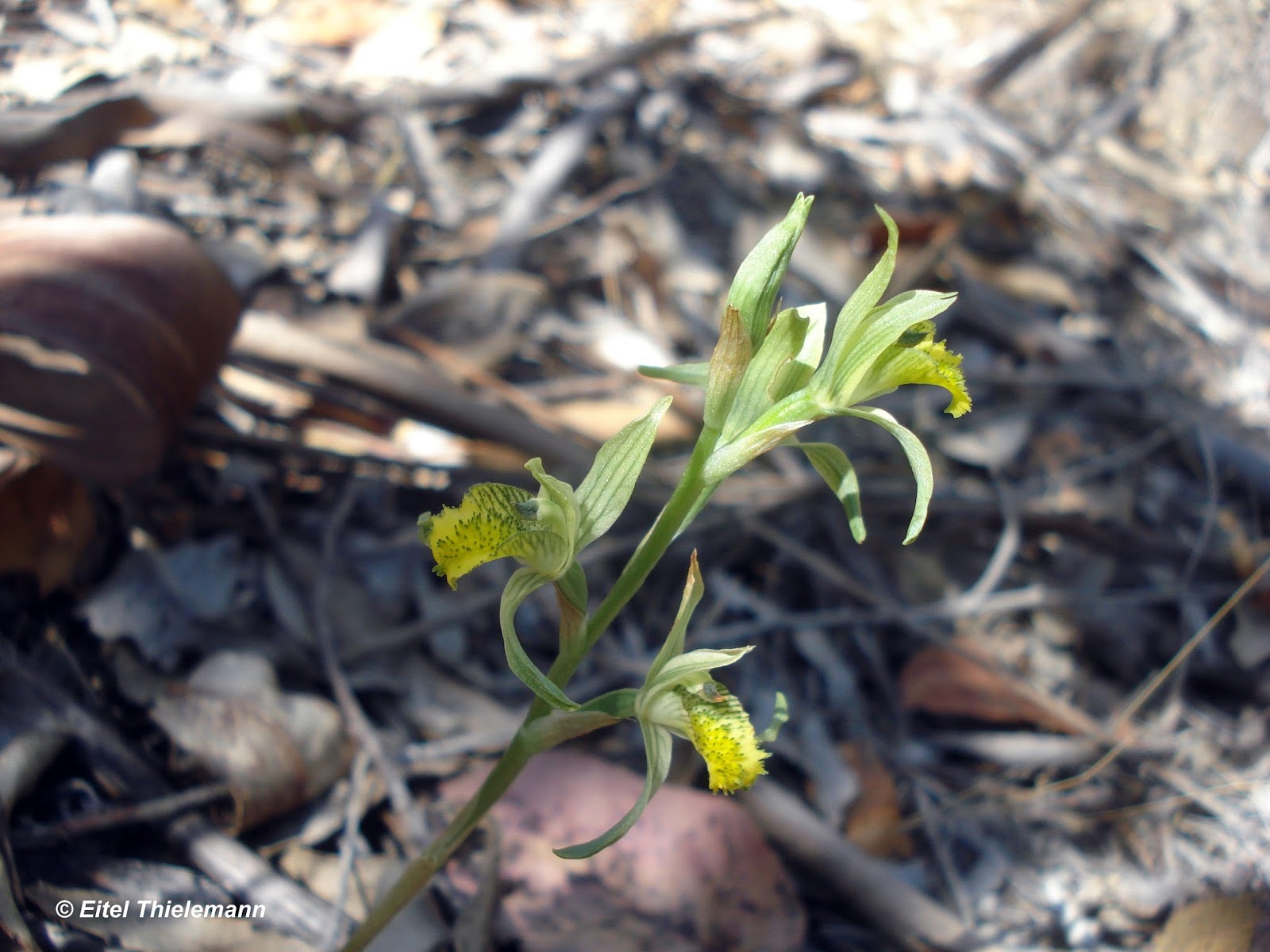 Apuntes botánicos: ORQUÍDEAS CHILENAS