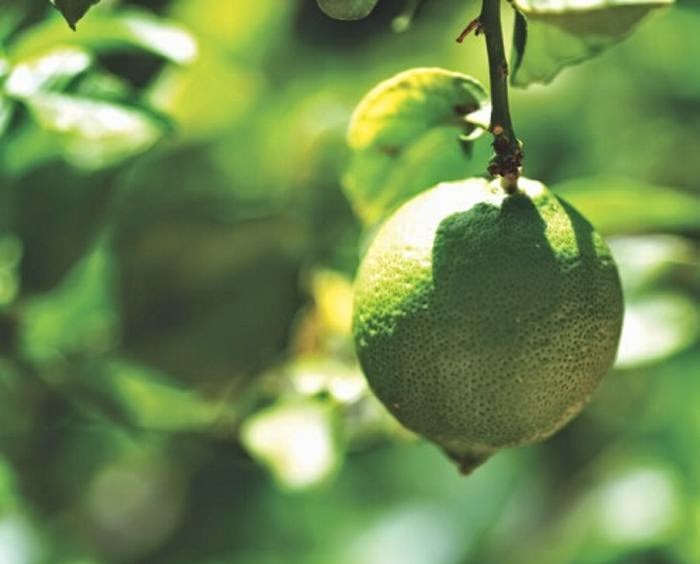 Comunicación y Organizaciones: Historia y origen del limón