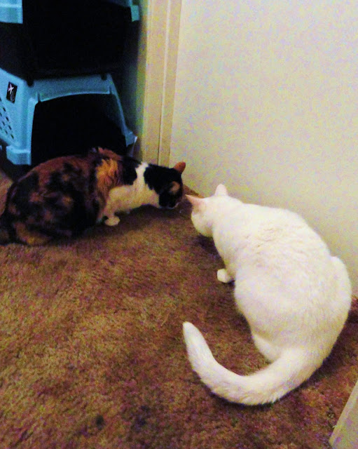 DOWAGER QUEEN: Sniffer Cats