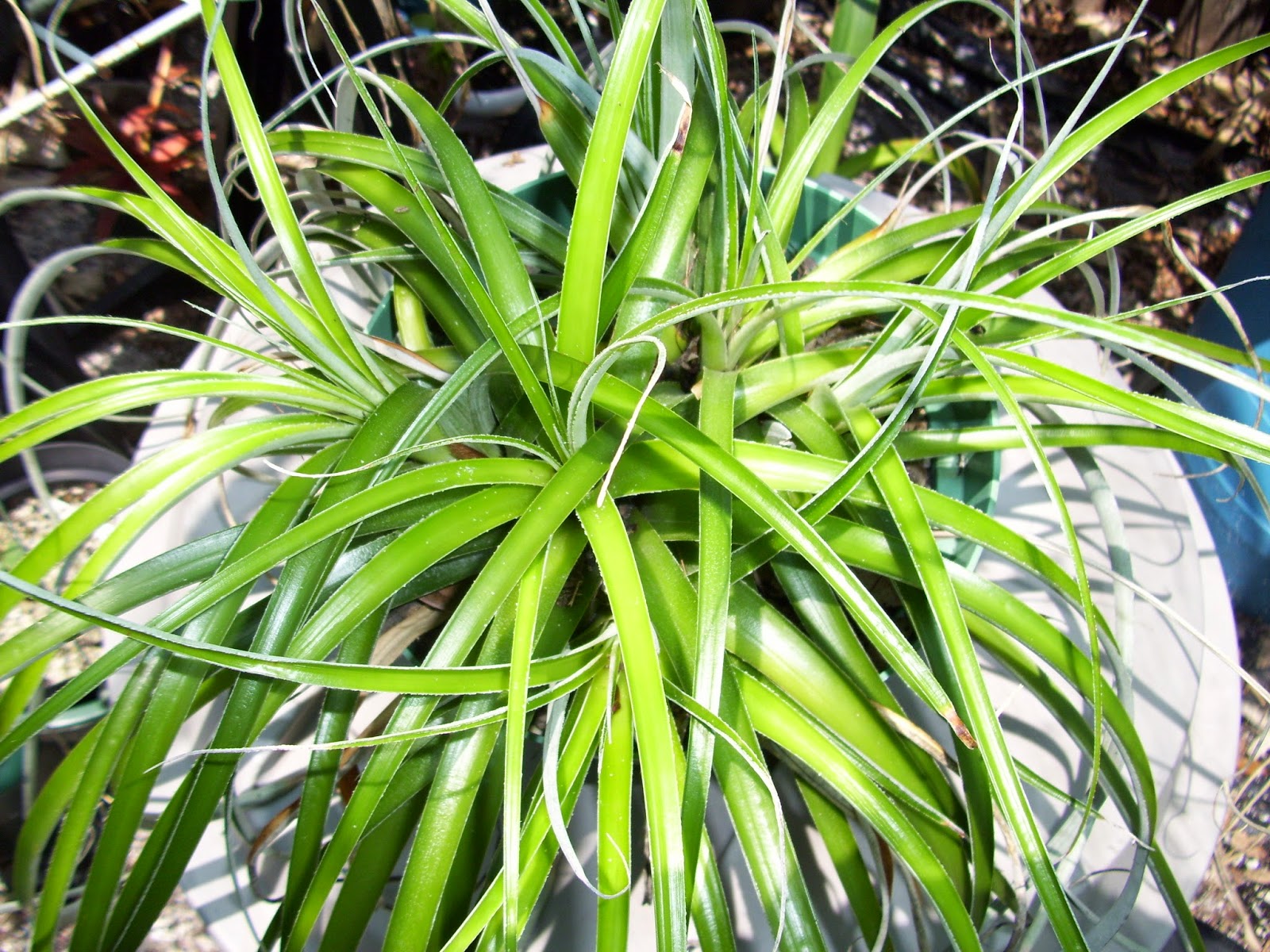 Succulent Bromeliads and others : A word about Hechtia's
