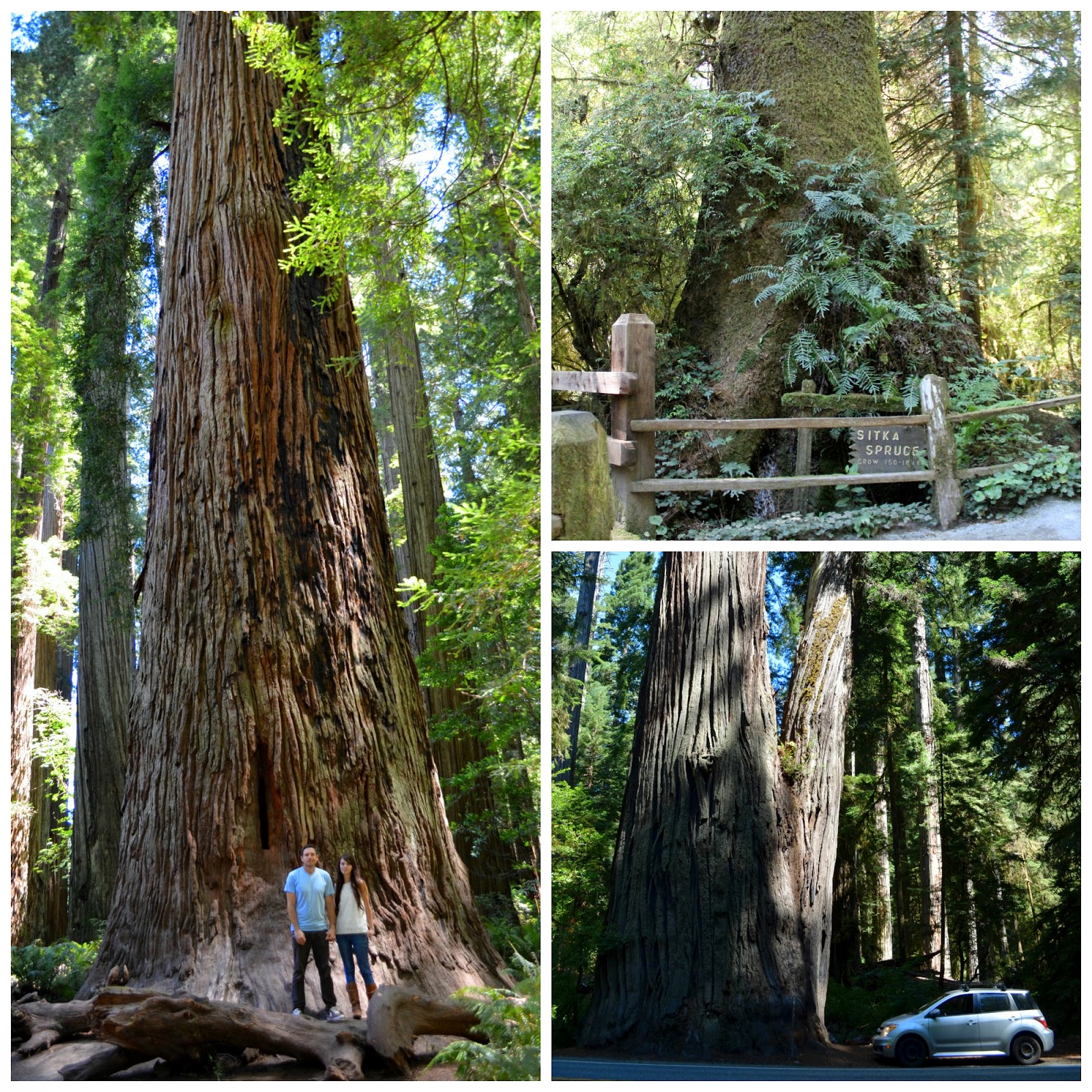 Dream State: Northern California Redwoods Birthday Adventure