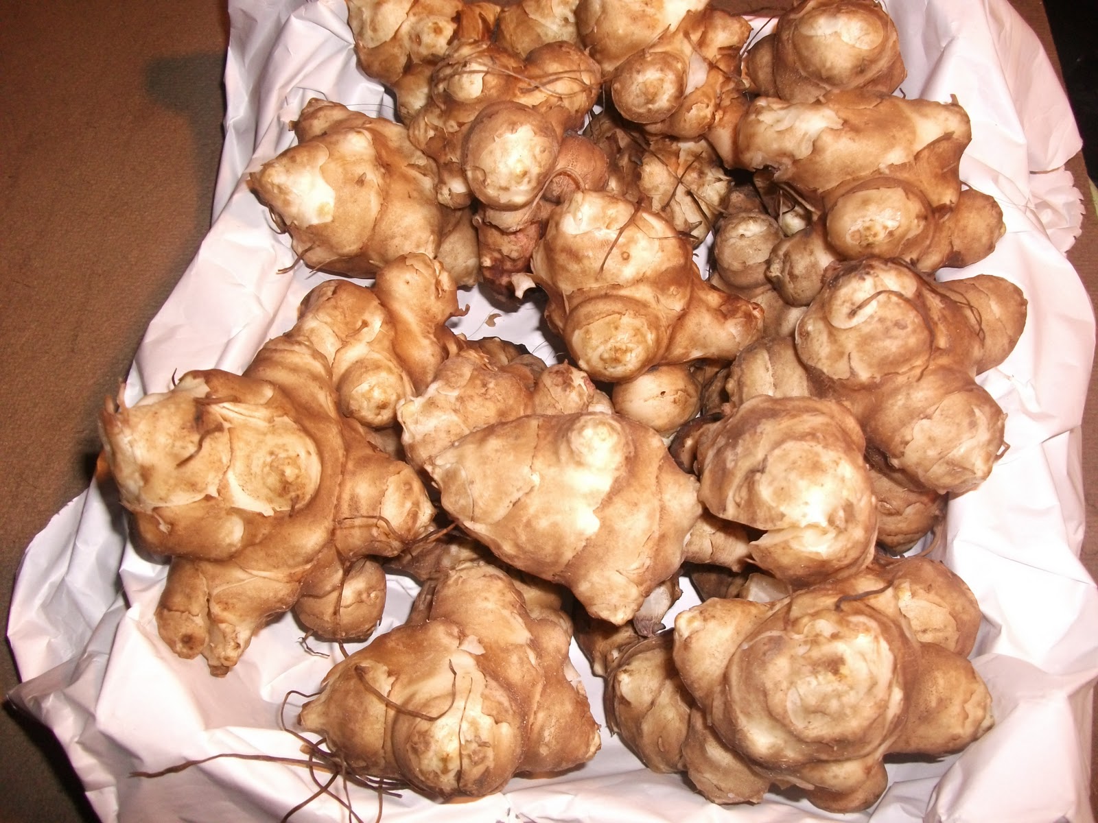 voyageur: LE TOPINAMBOUR ...