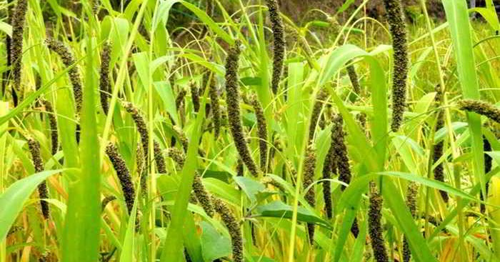 juwawut | AGRICULTURE