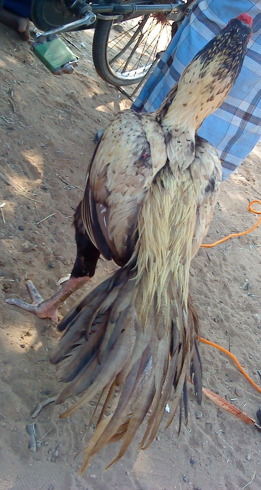 TAMIL ASILS: TAMIL ASIL - KNIFE FIGHTERS