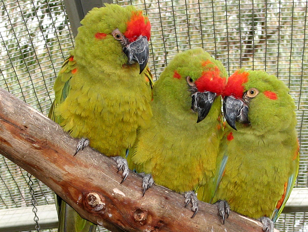 Harga Red Fronted Macaw Terbaru 2024 - Abang Kicau Mania