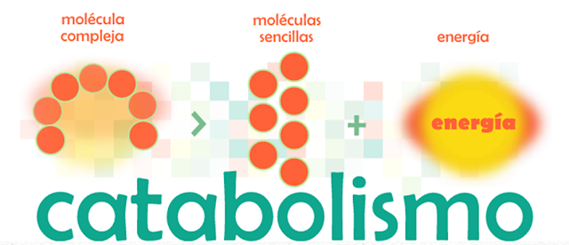 Paola Ruíz 502: Catabolismo