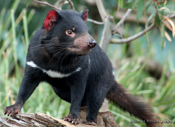 The Tasmanian Devil | All Amazing Facts | The Wildlife