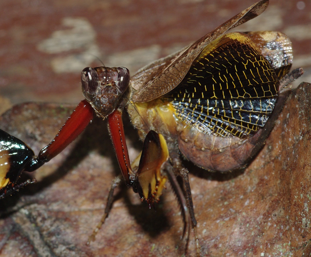 Species New to Science: [Entomology • 2017] Revision of Hestiasulini ...