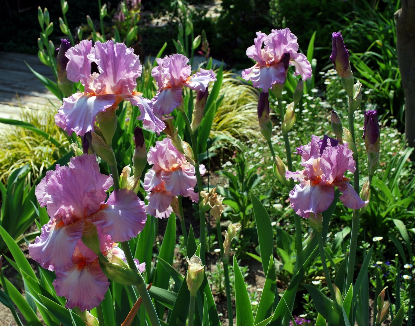 World of Irises: Strikingly Beautiful Flowers