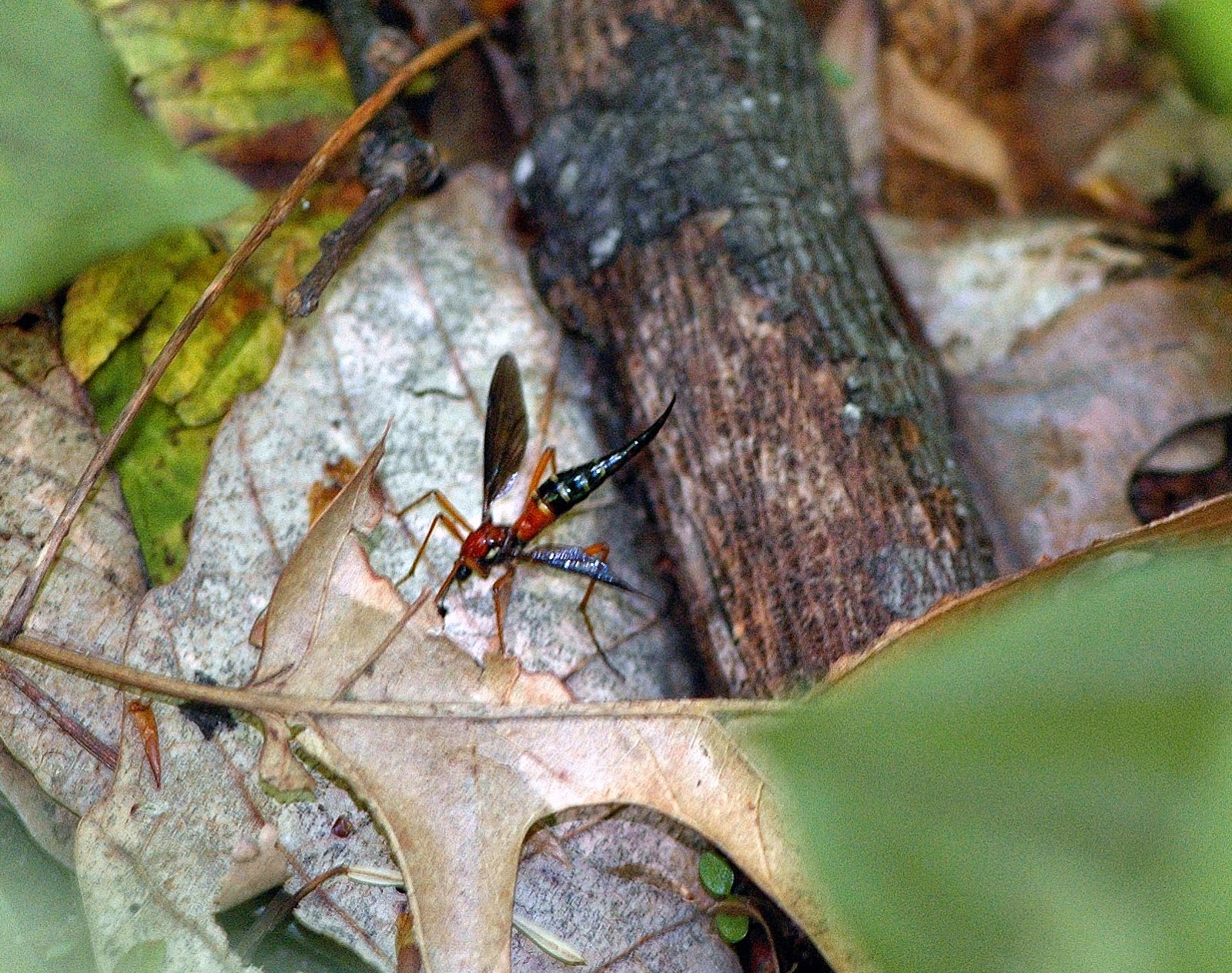 Field Biology in Southeastern Ohio: Hiking Wahkeena