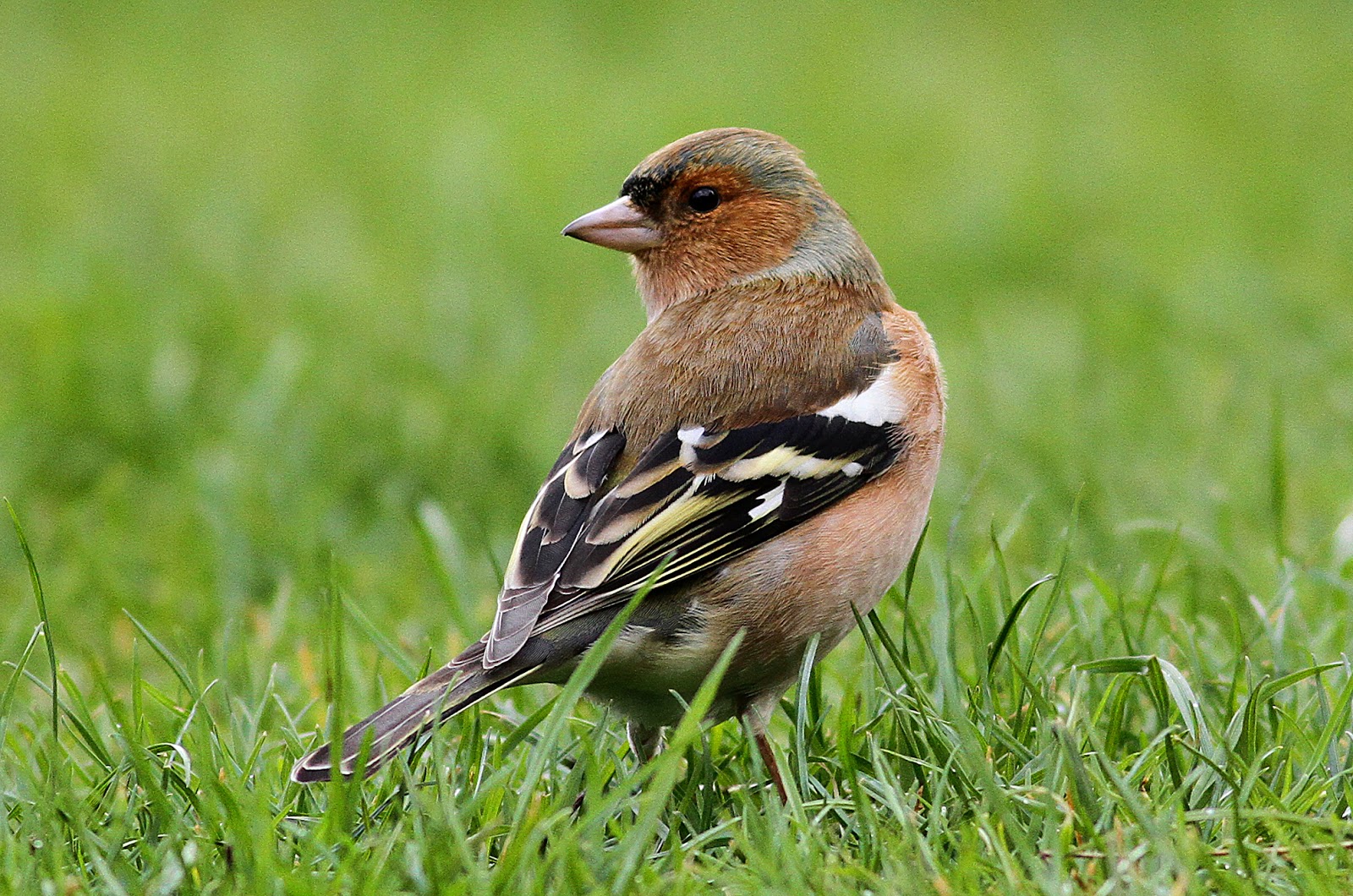 Brian's birding blog: Chaffinch