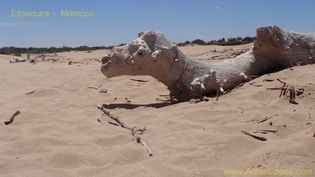 Anton Lippek: Camel Log