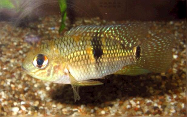 Peces y plantas ornamentales: Aequidens Dorsiger - Cíclido de pecho rojo