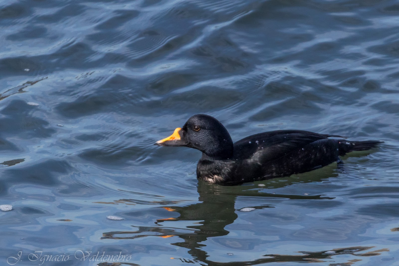 DocNatureBlog: La familia al completo. Negrón común (Melanitta nigra ...