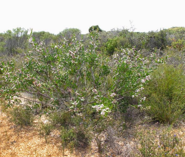 Esperance Wildflowers: Agonis baxteri