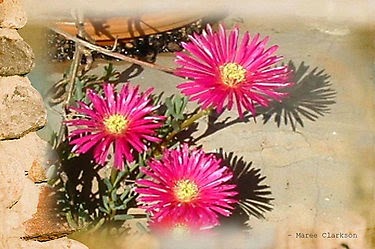 🌿 Tuinmaak in Suid Afrika 🌵: Wat is 'n tuin sonder vygies?