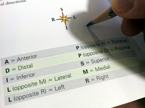 Structure & Function of the Body: Anatomical Compass Points Help ...