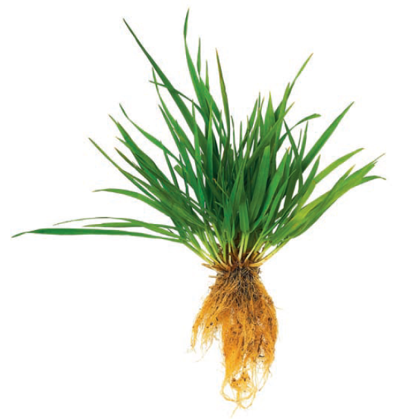 mybiologie: La racine