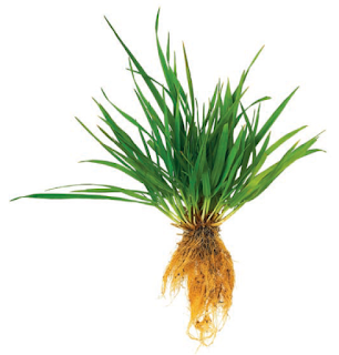 mybiologie: La racine