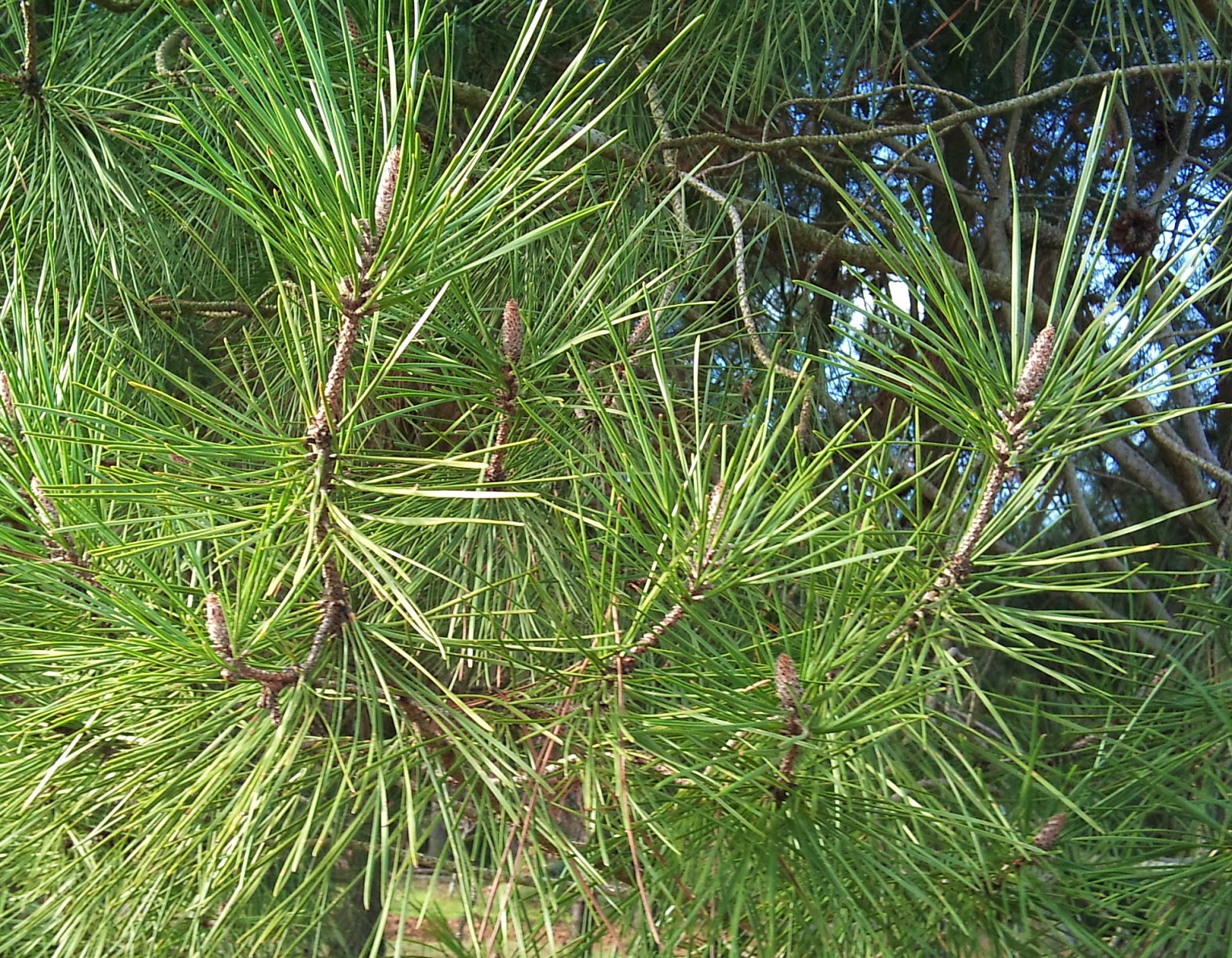 Árboles con alma: Pino rodeno. Pino marítimo. Pinastre. (Pinus pinaster)