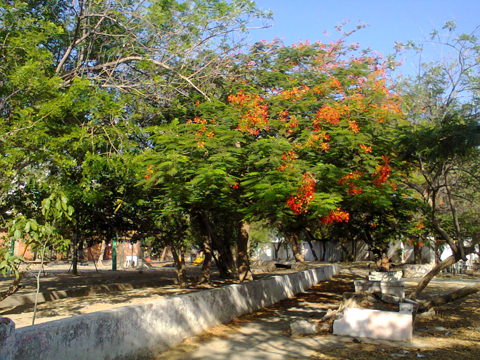 Santa Marta, sus especies vegetales : FLAMBOYAN (delonix regia)