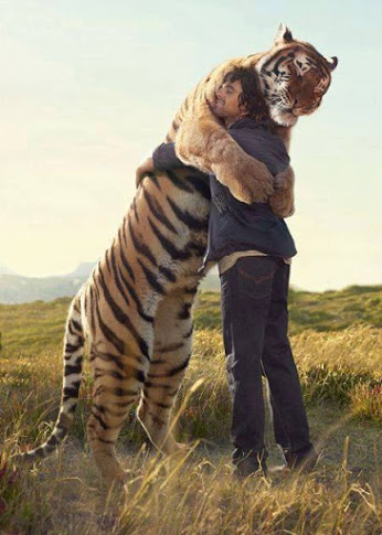 Cool stuff you can use.: See What A Tiger Hug Looks Like