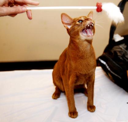 Encyclopedia of Cats Breed: Red Abyssinian Cat | Sorrel or Cinnamon