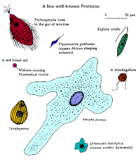 อาณาจักรโปรติสตา (kingdom Protista): อาณาจักรโปรติสตา (kingdom Protista)
