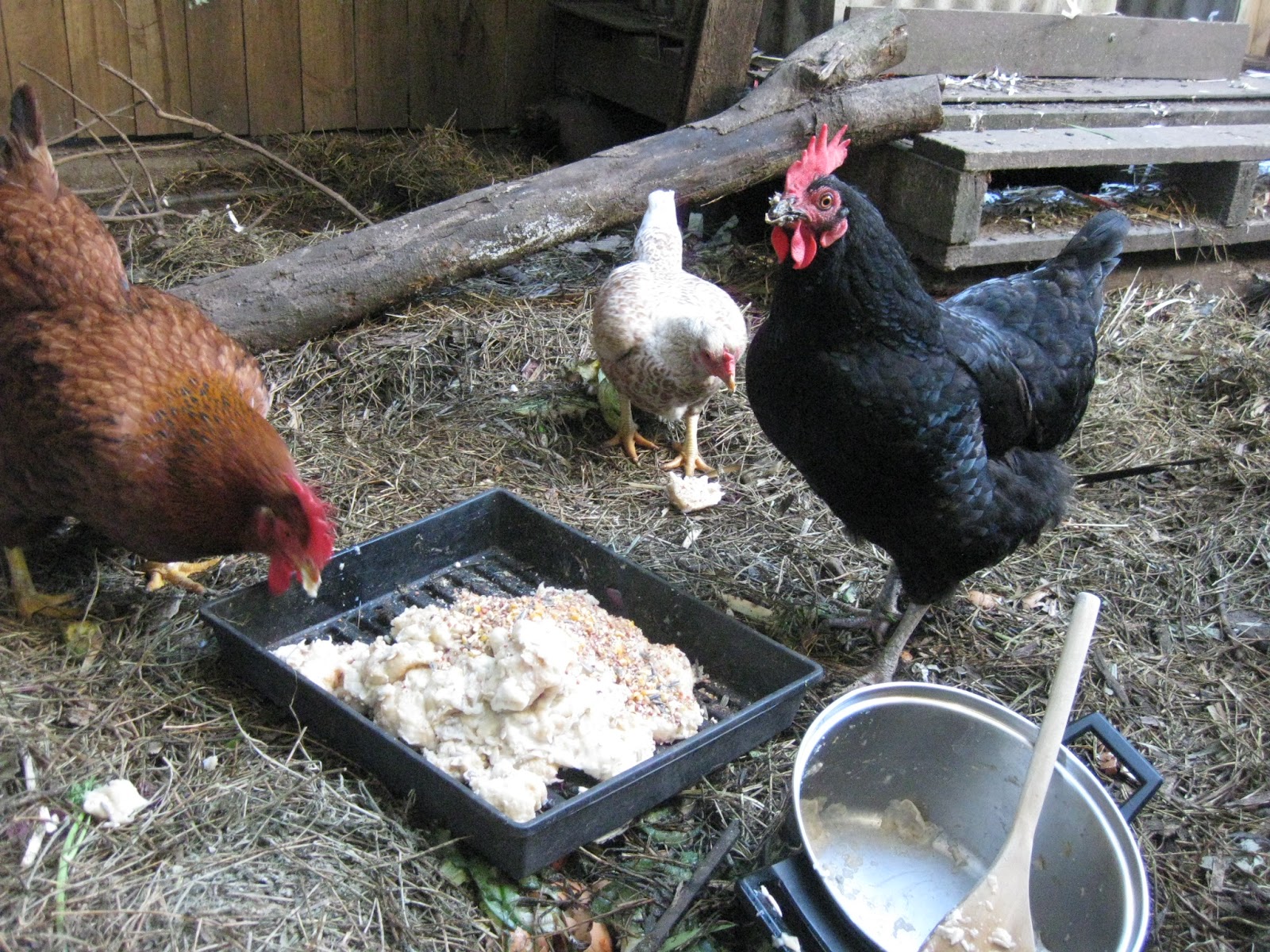 Chook porridge - cheap chook food!