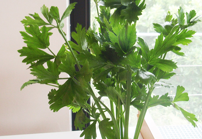 Cultivar apio en una maceta