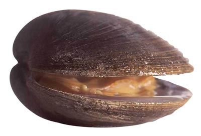 Zoología (Bivalvos): Clase Bivalvia