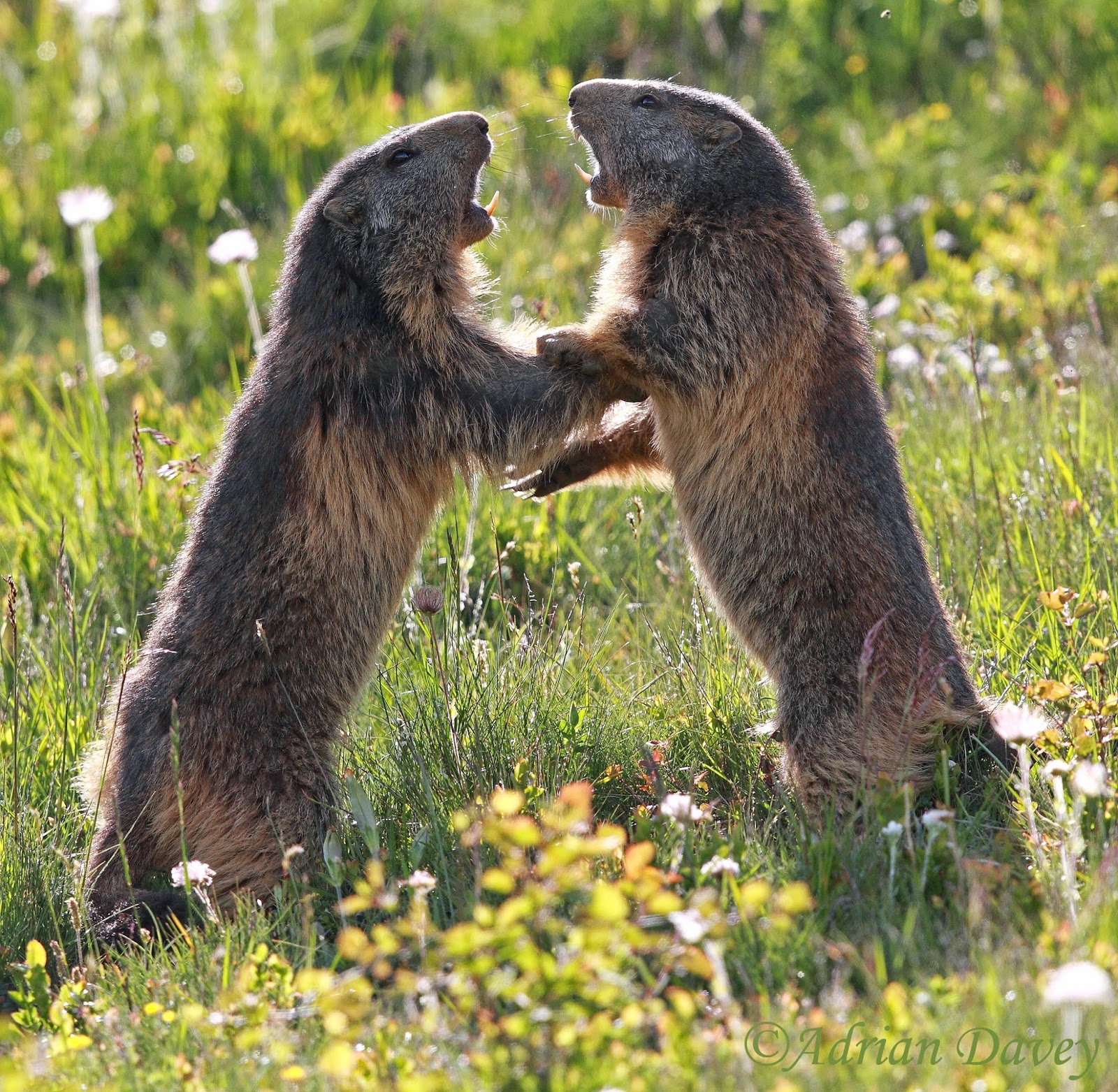 Adrian Davey Wildlife Photography Diary: The French Alps 3-Marmots.