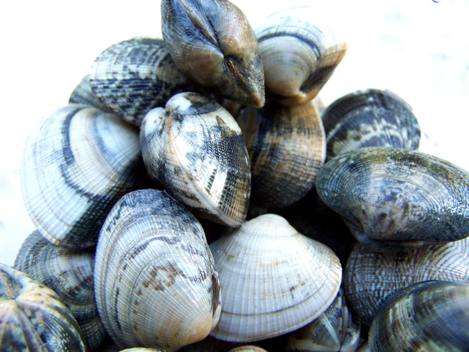 Spaghetti con le vongole veraci | Gourmandia