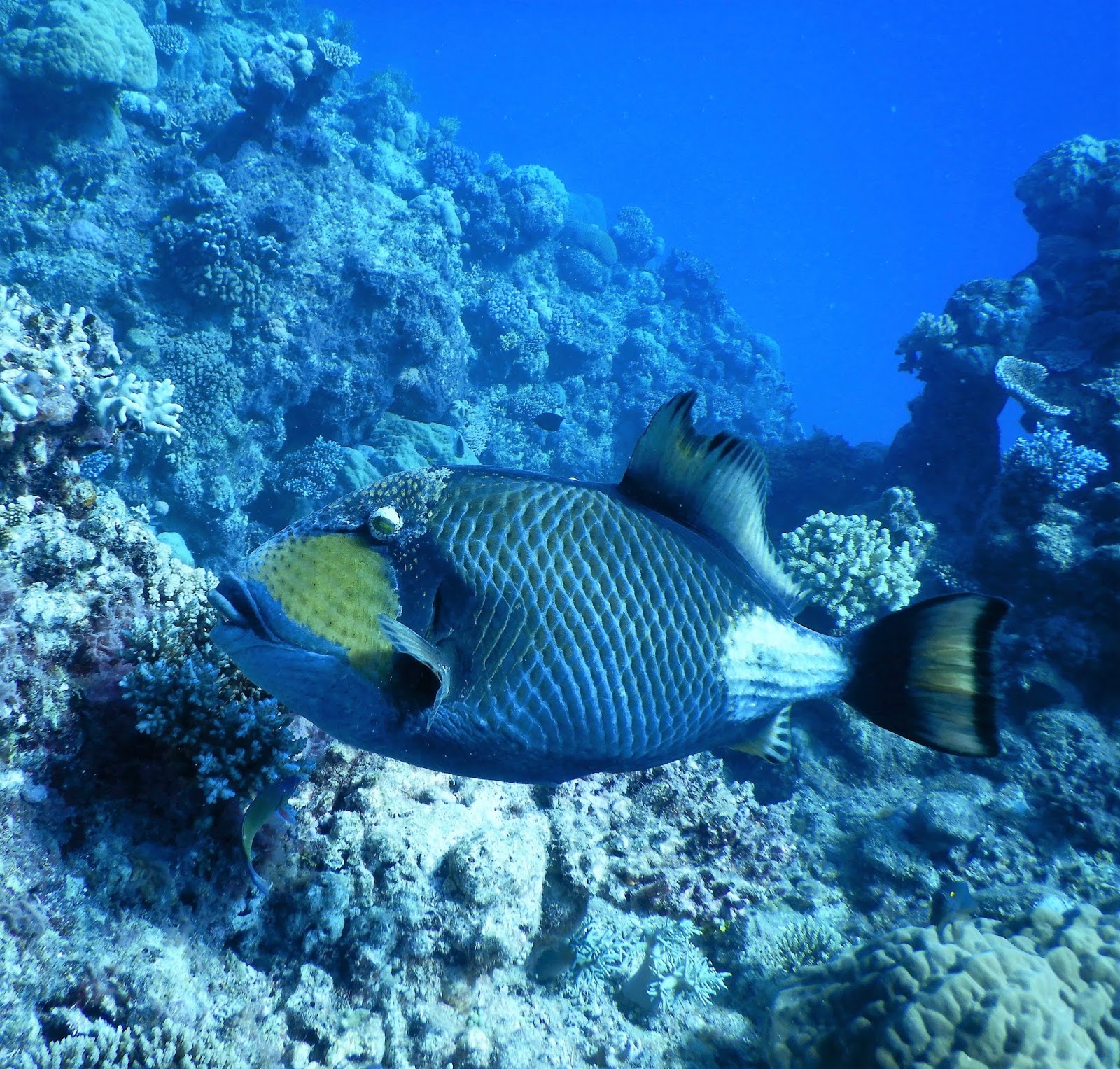 Australia- Great Barrier Reef- Flynn Reef