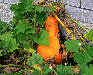 New World Food: Mayan Pumpkins