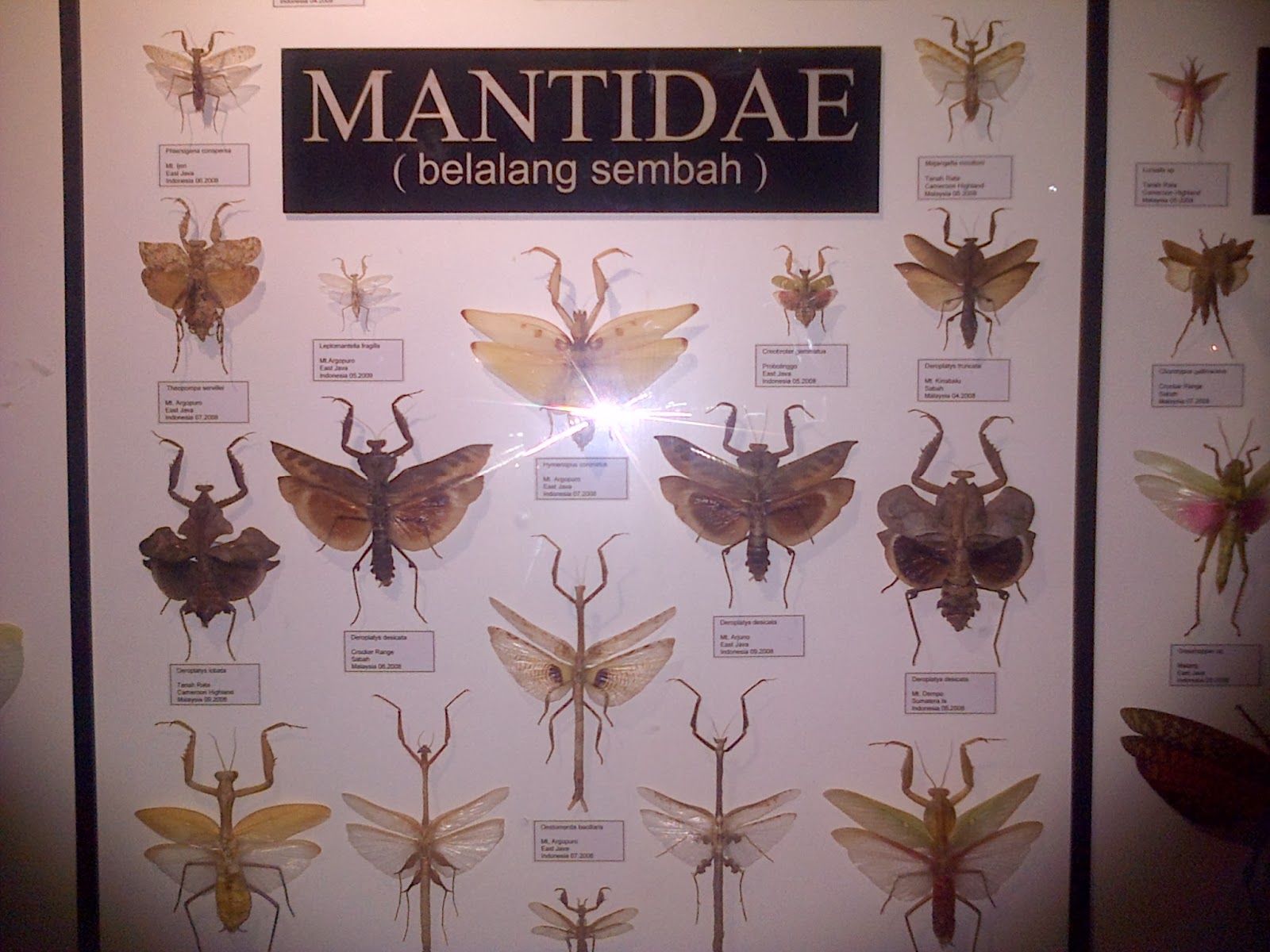Koleksi Insectarium jawatimurpark2 | Pustaka Pandani