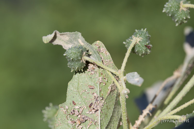 Flora de la Ribera d'Ebre: Tornassol