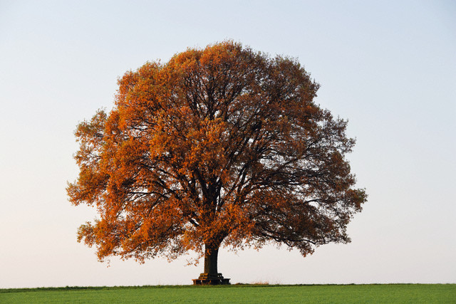 Tierra cuidada: El árbol: un ser vivo