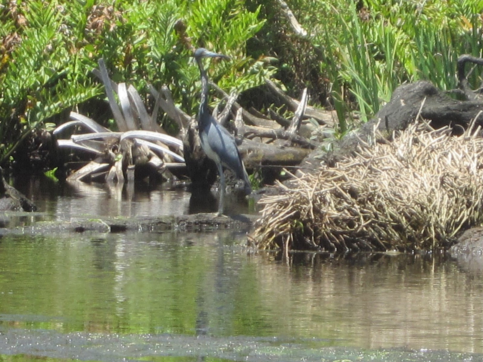 Dave's Yak Tales: Chassahowitzka