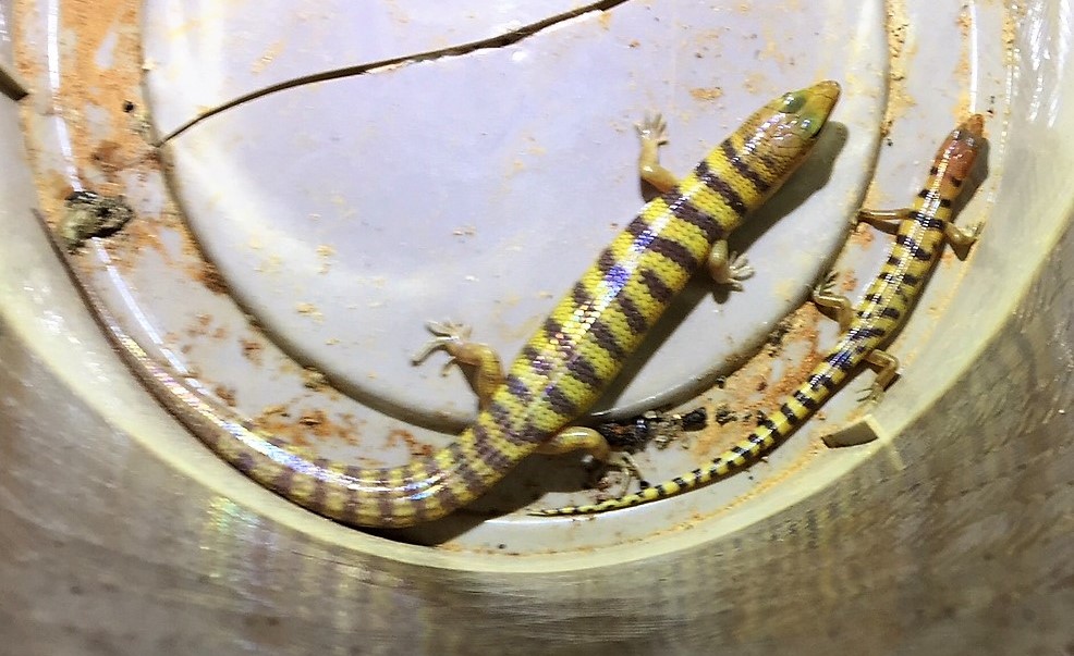 sunshinecoastbirds: WESTERN AUSTRALIA PART 1 – Cervantes to Dalwallinu ...