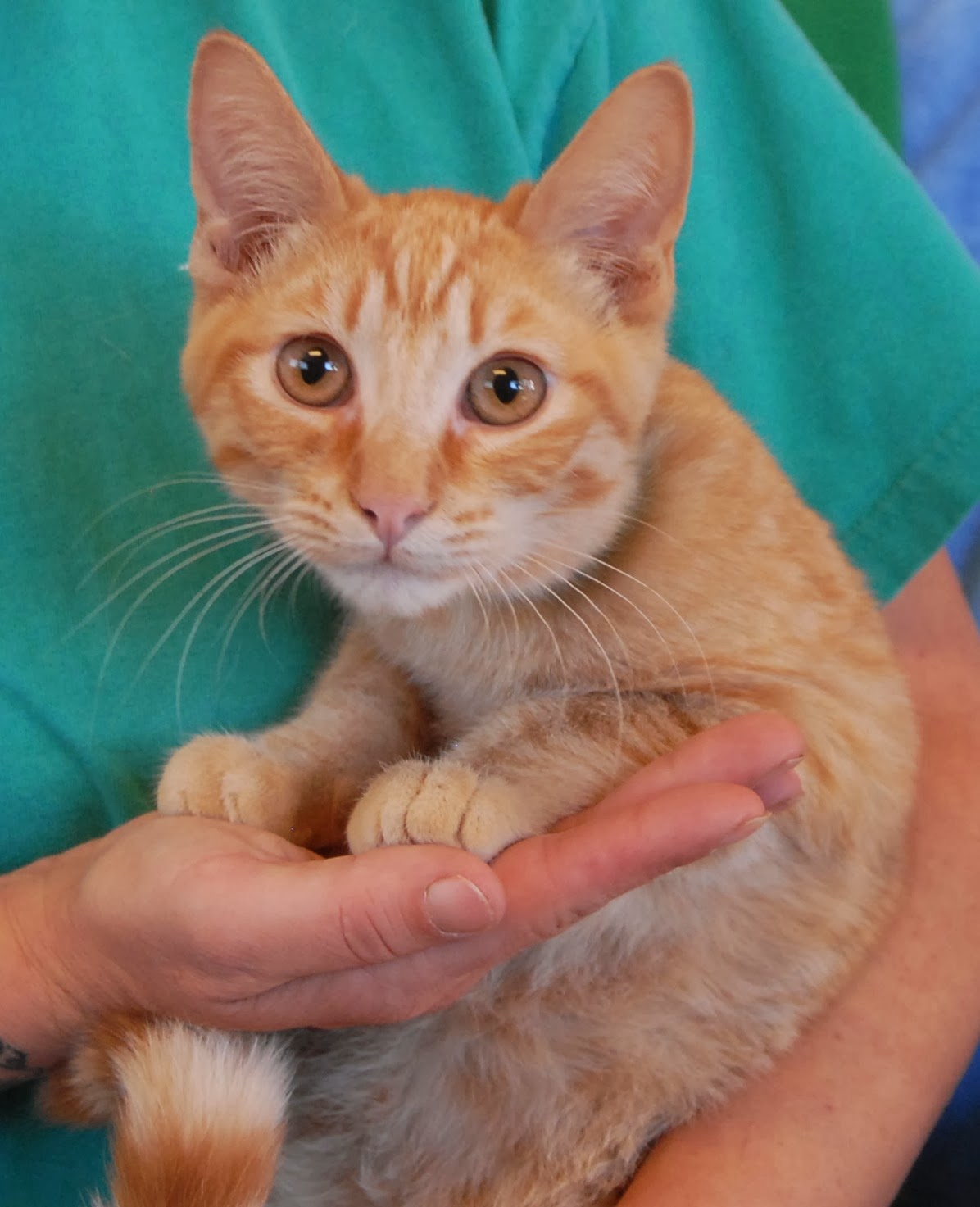 The "Forever Home Kittens" debut for adoption today!