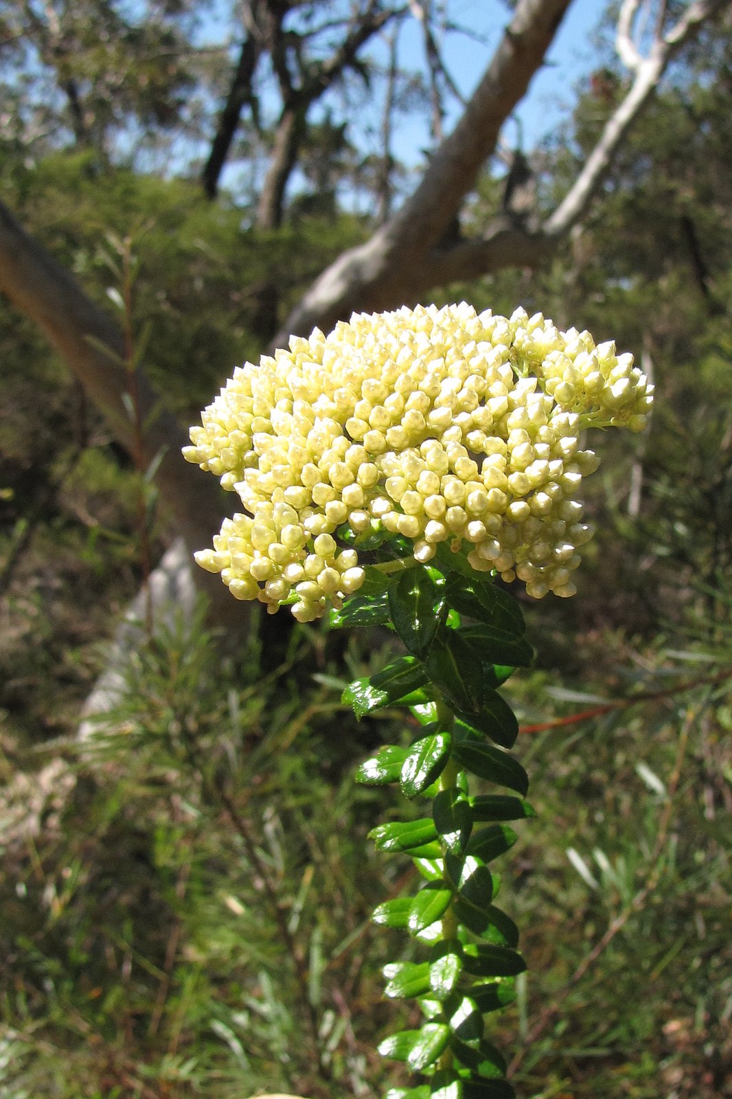Sydney's Wildflowers and Native Plants: Cassinia denticulata - Stiff ...