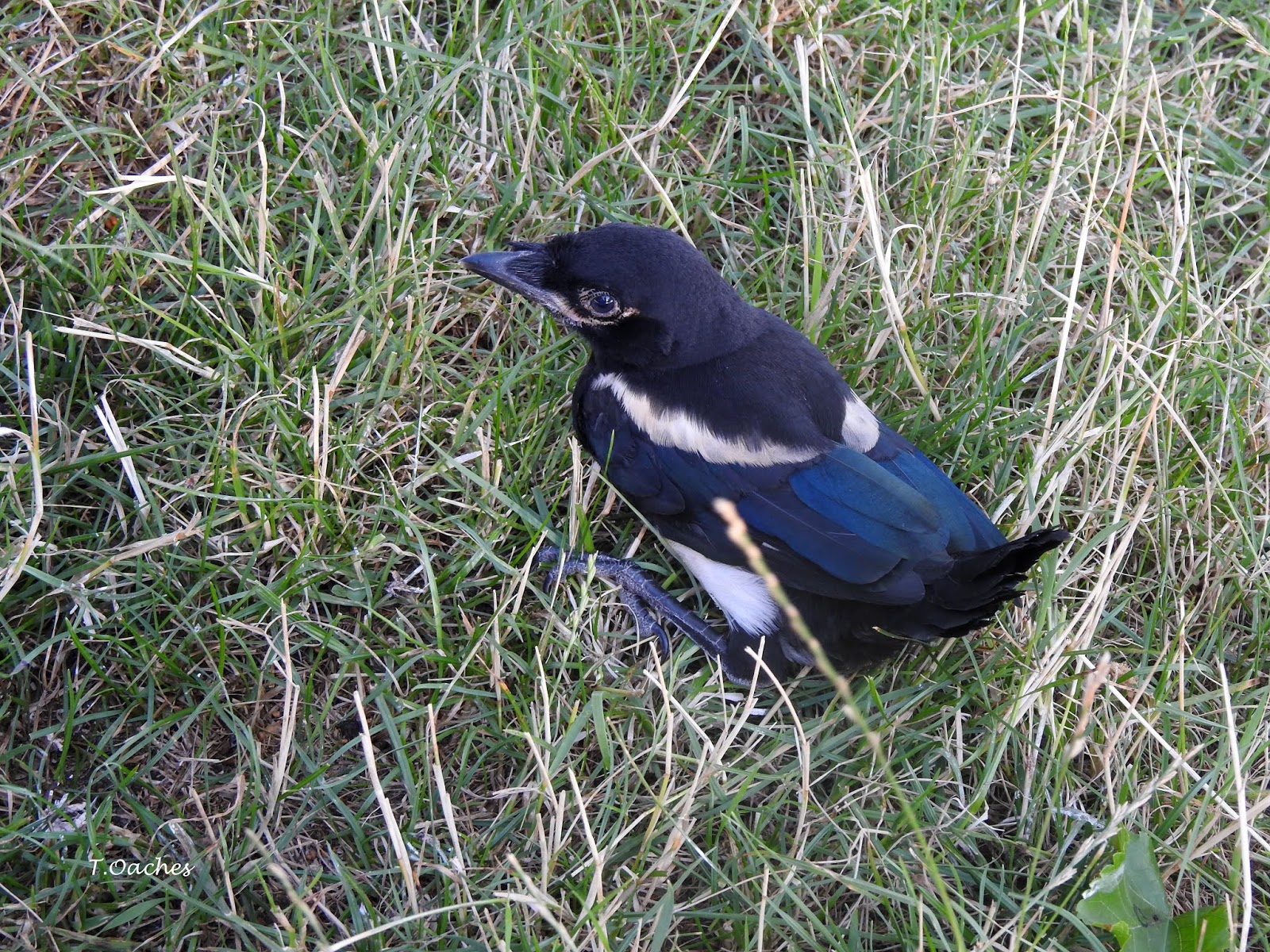 PASARI DIN ROMANIA: COTOFANA, Pica pica