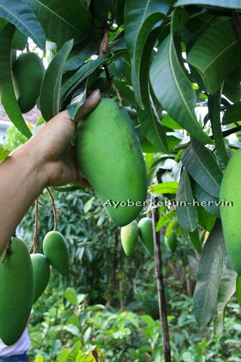 Ayo berkebun: Menikmati Mangga Kiojay
