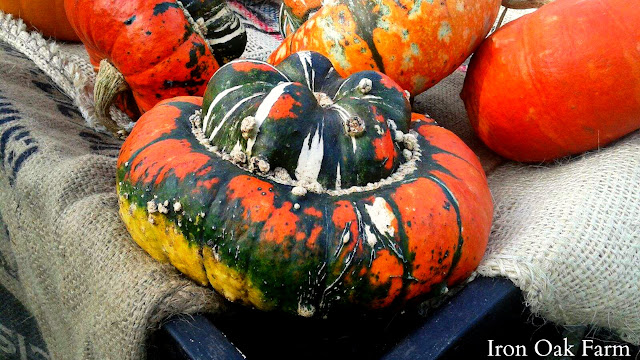 Iron Oak Farm: Pumpkins, Squashes and Gourds