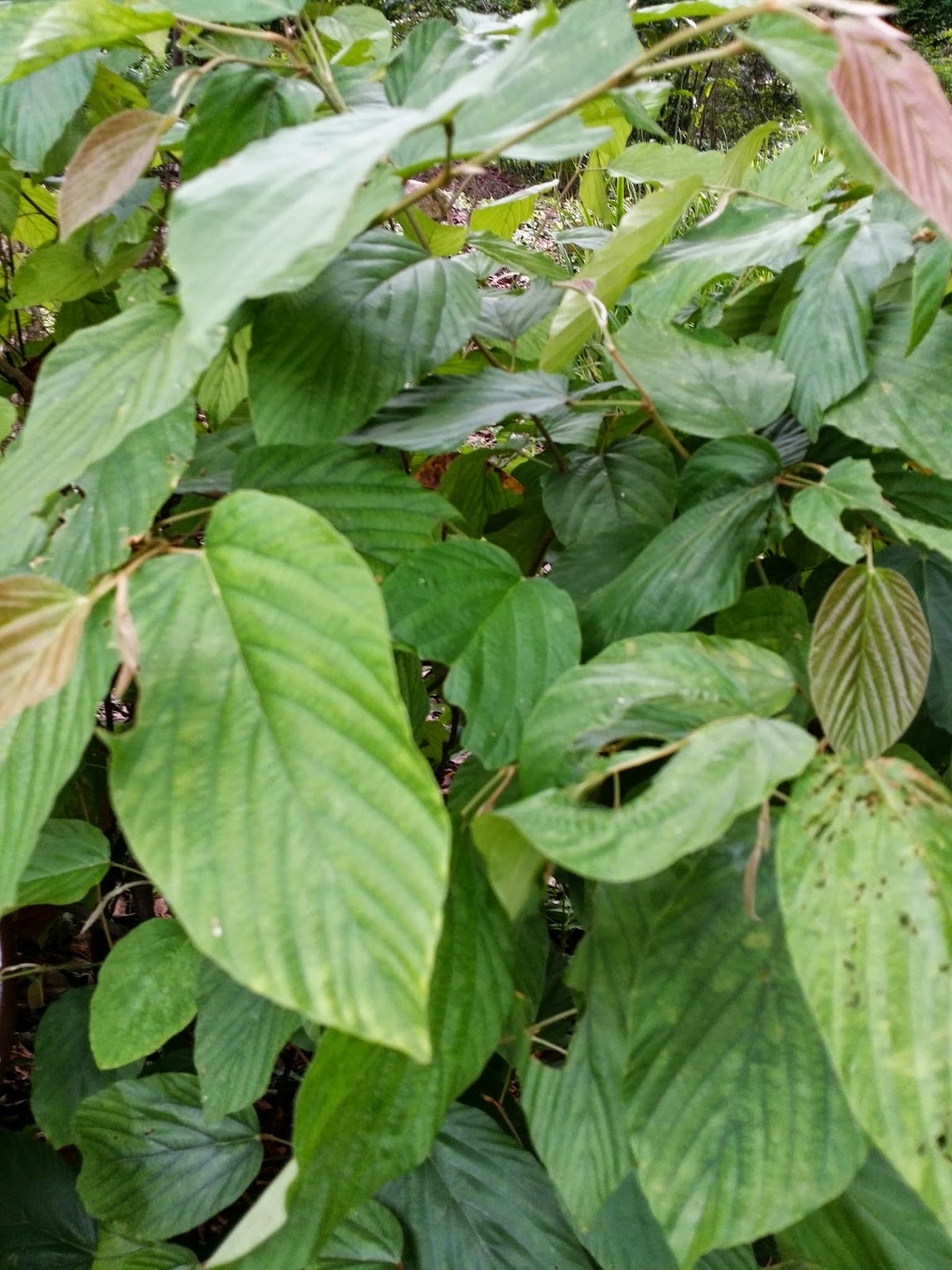 LI NA HERBS: SERINGAN