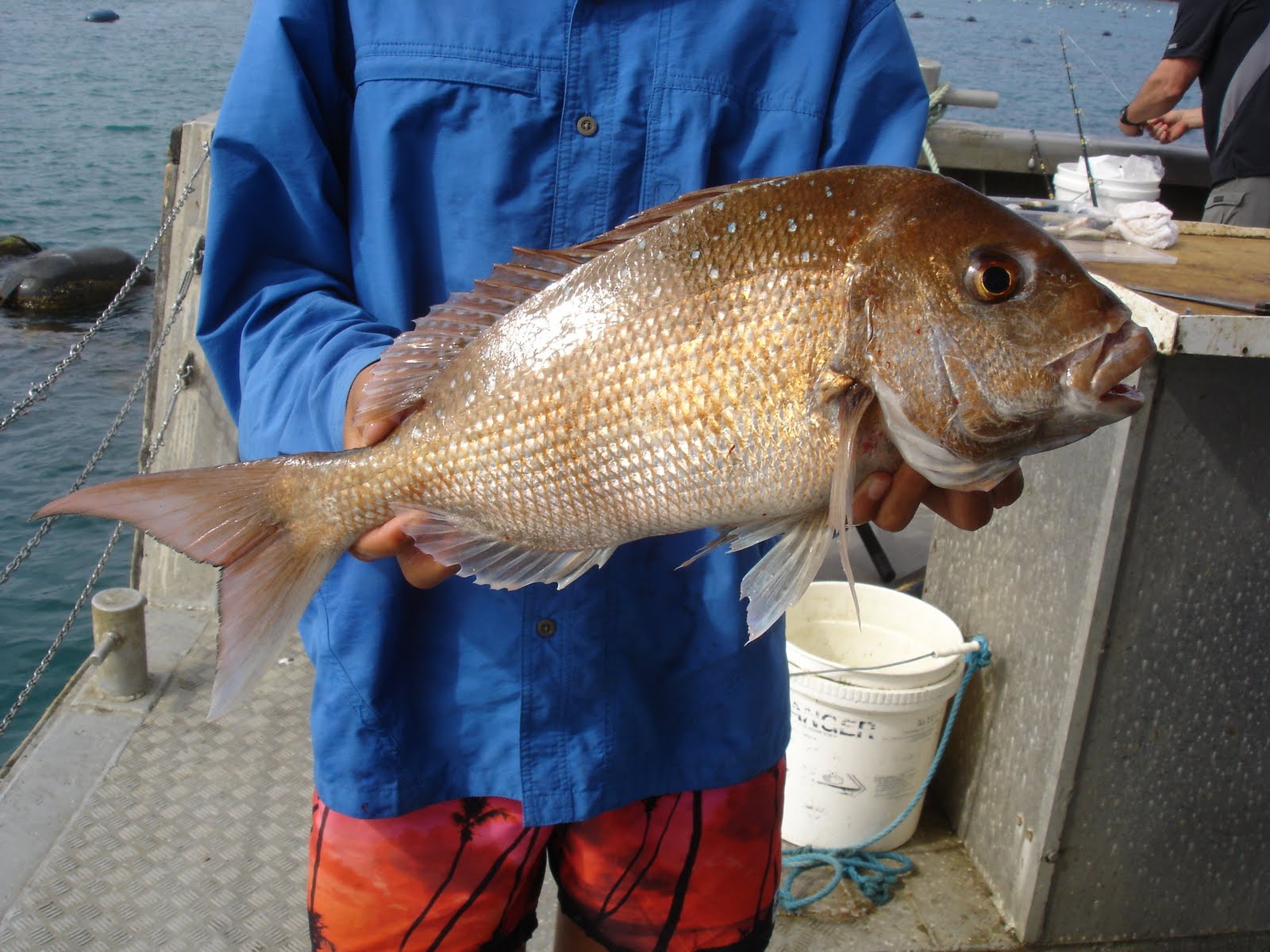 On The Bite!: Coromandel Bay Snapper